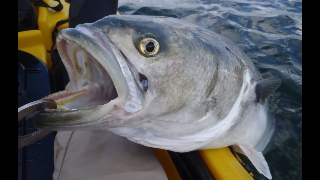 The Kayak Blues - Big Bluefish Bucktailing - YouTube