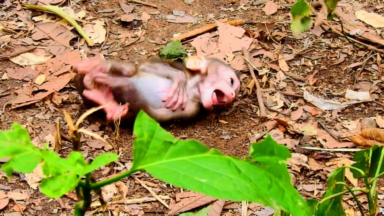 OHHH MY GOODNESS... POOR BRANDY LOUDLY CRY SAD. POOR BRANDY GOT SHOCKED ...