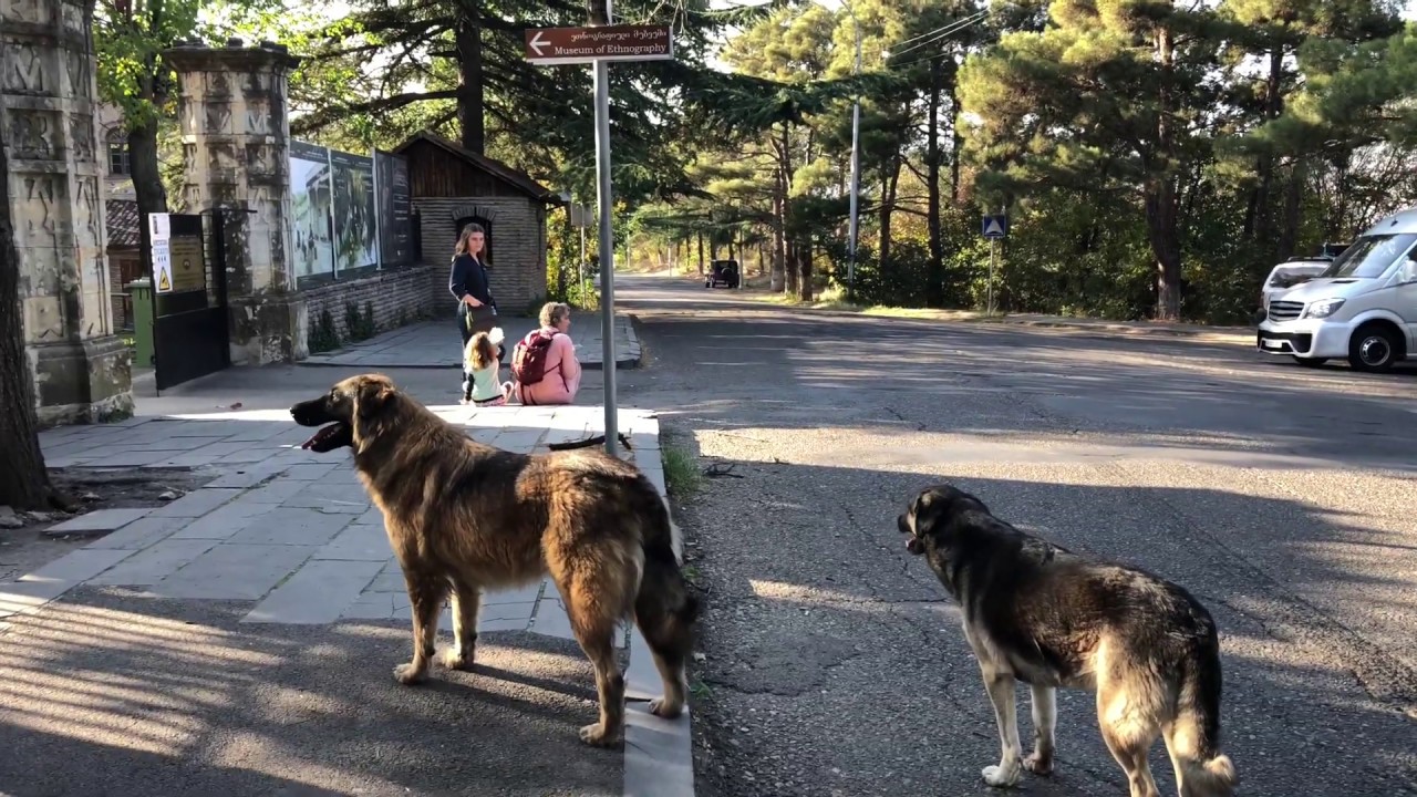 Huge, Friendly, Stray Dogs in Vake Park, Tbilisi, Georgia | Petite ...