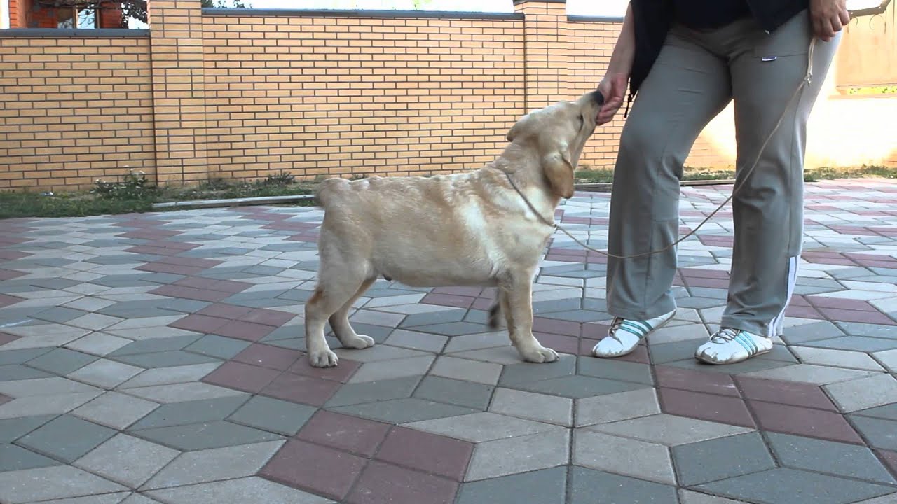 Konsul Lab Vincent - 3.5 months old - YouTube