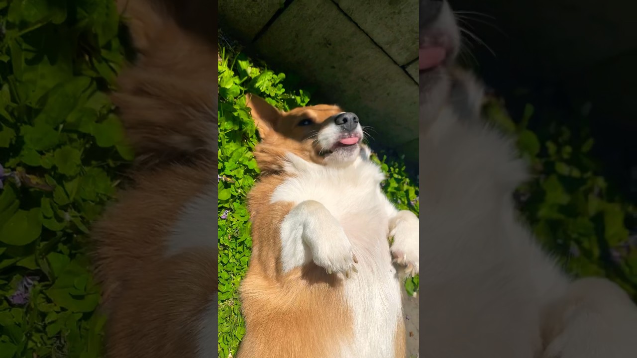 Bean-Bean The Dog Soaks Up Sunshine, Waits For The Perfect Moment To ...