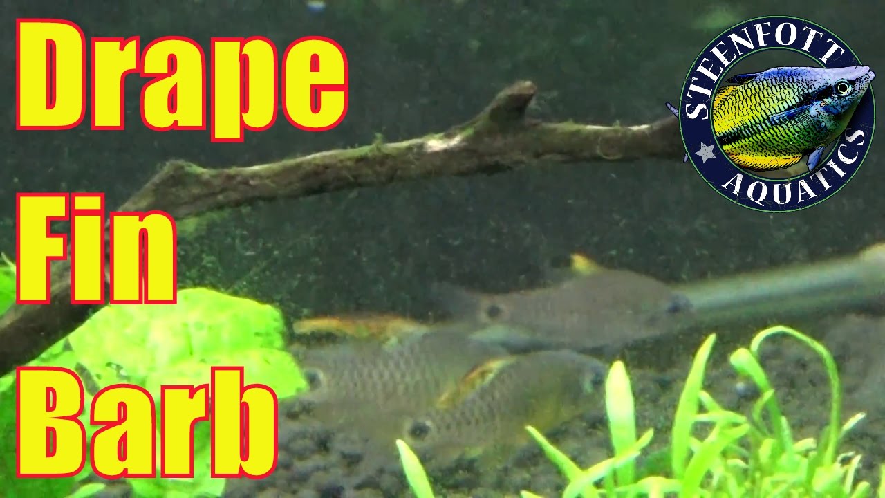 Drape Fin Barb Oreichthys Crenuchoides 10 Gallon Planted aquarium ...