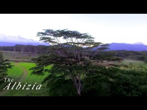 The Albizia