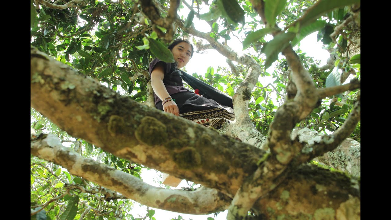 Laos Tea: How to pluck leaves from the big tea tree? - YouTube