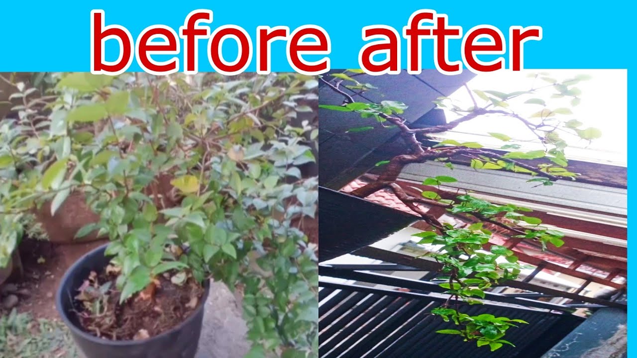 trik belajar pruning dan cutting - YouTube