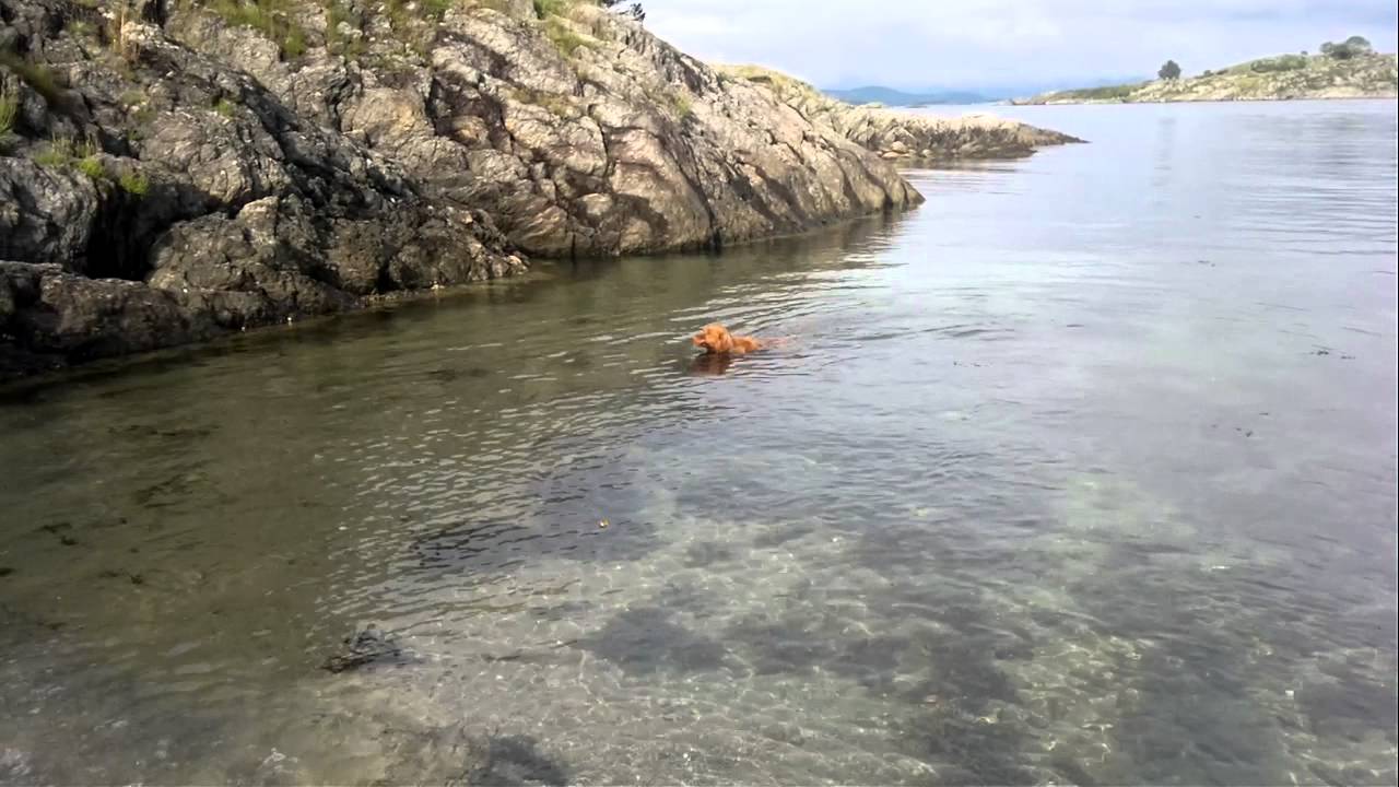 Toller Ben leker i sjøen - YouTube