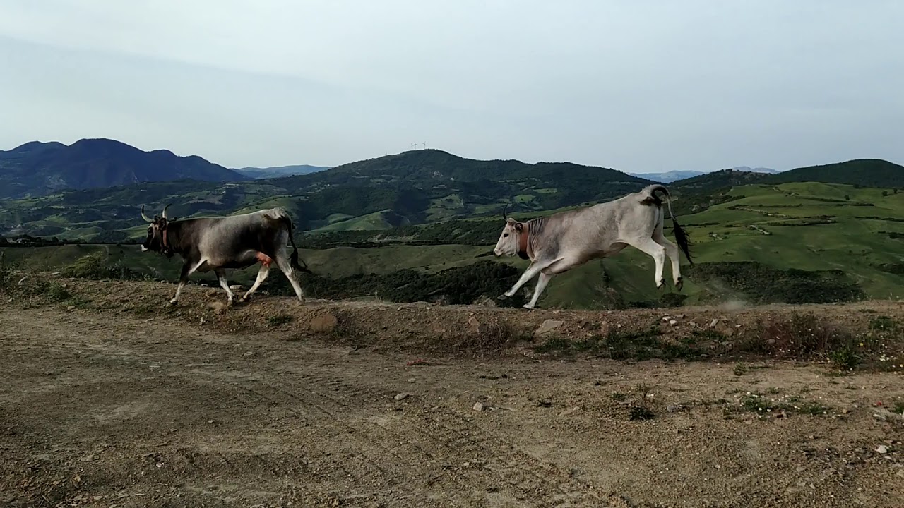 La vacca Podolica - YouTube