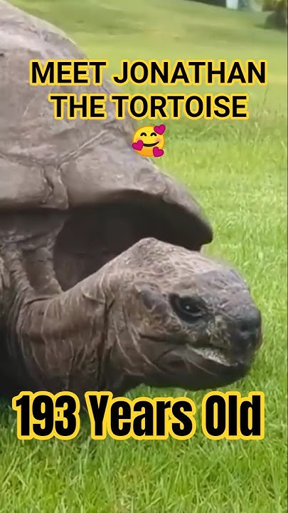 Meet Jonathan the tortoise the oldest land animal on earth #history # ...