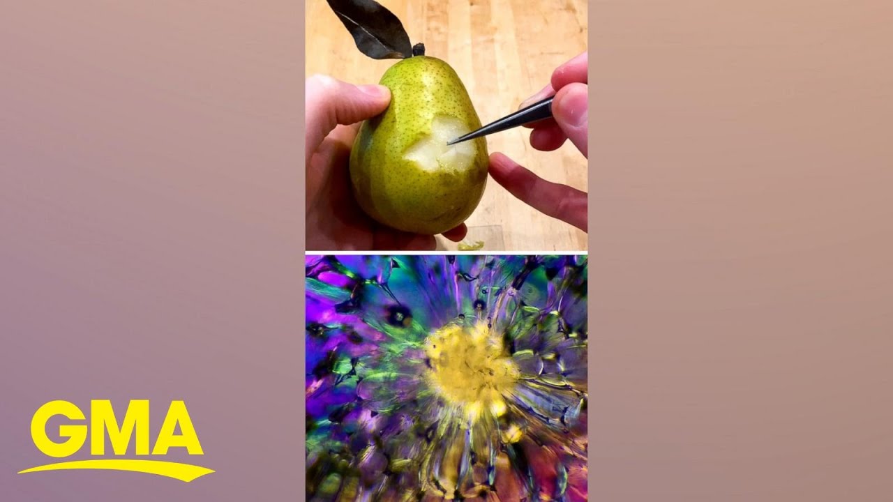 Microbiologist puts random things under a microscope and it's magical ...