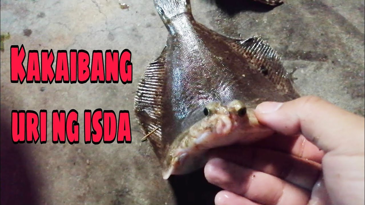 ganito pala ang isdang dapa. ||Ray1 TV - YouTube