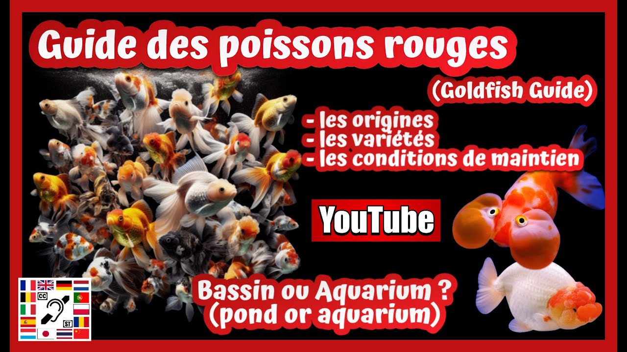 Guide du poisson rouge - bassin de jardin ou aquarium ? les origines ...