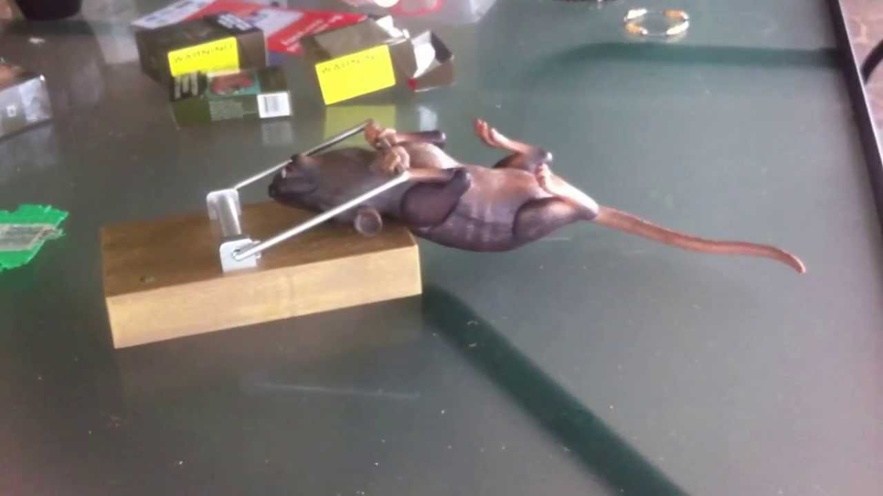 Rocky - rat working out ;) - YouTube