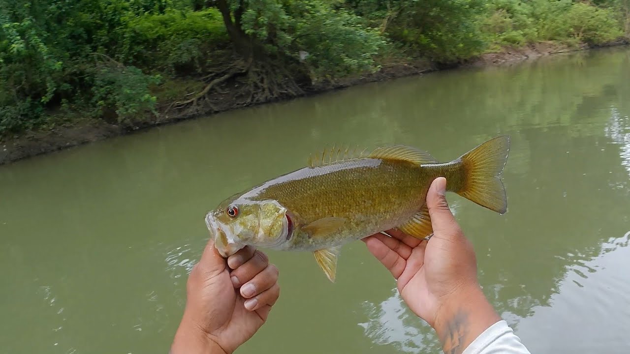 WADING the HARPETH RIVER for SMALLMOUTH BASS - YouTube