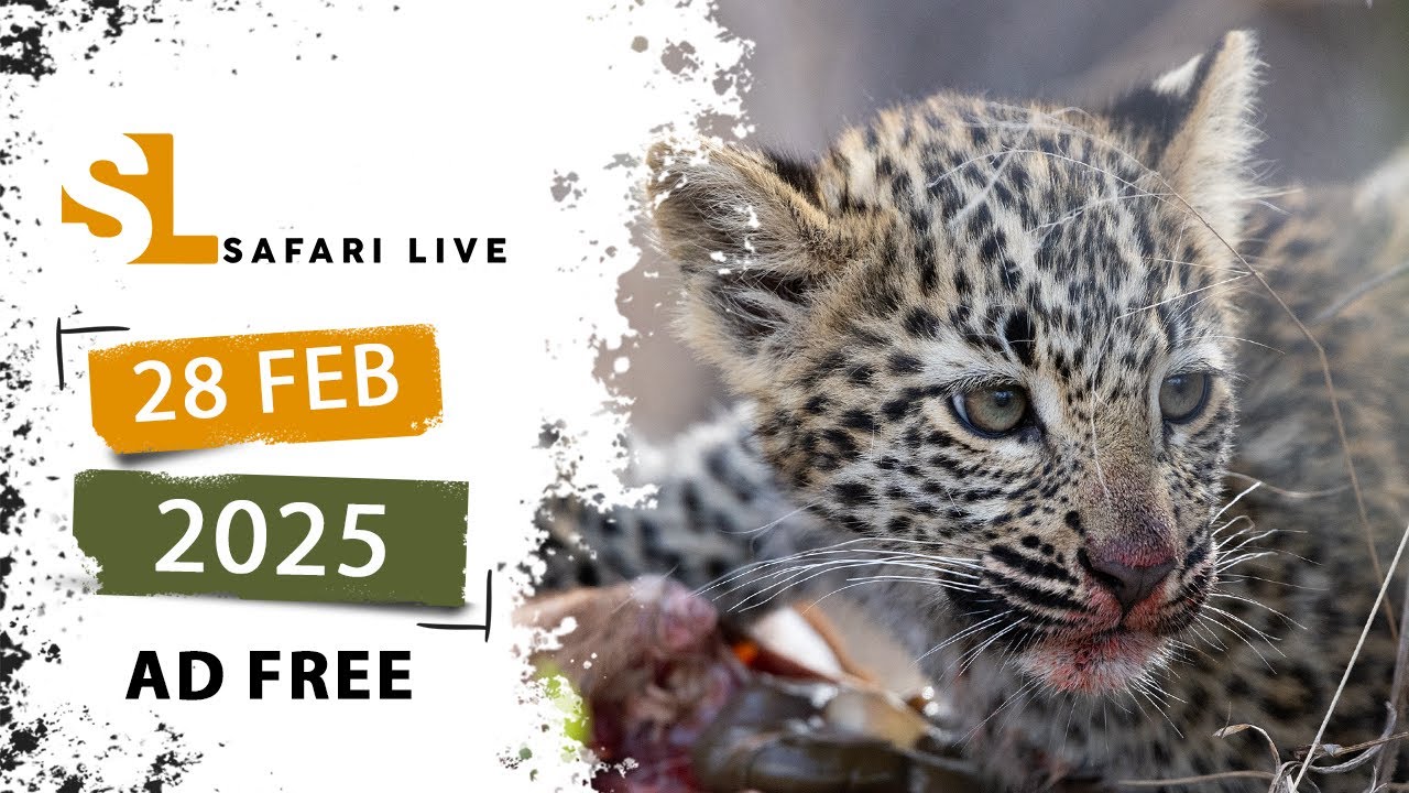 Royal leopard goodbye - SafariLIVE Sunrise - 28 February 2025 - AD FREE ...