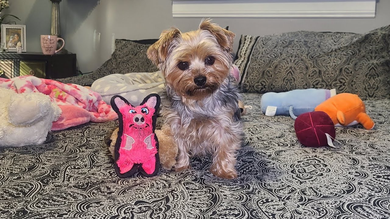 Rylie's wild and silly playtime with Miss Piggy 🐷 💕 #puppy #goodmorning ...