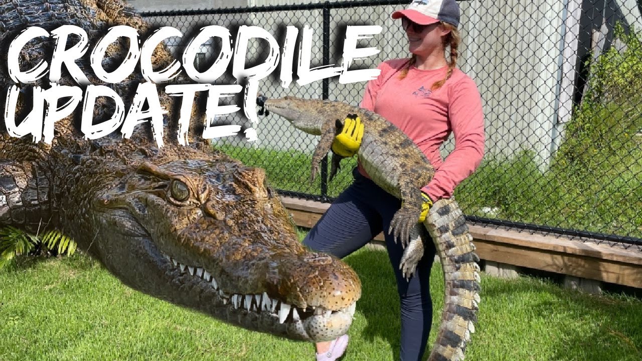 Female Crocodiles Back In Old Ponds | Primitive Predators - YouTube