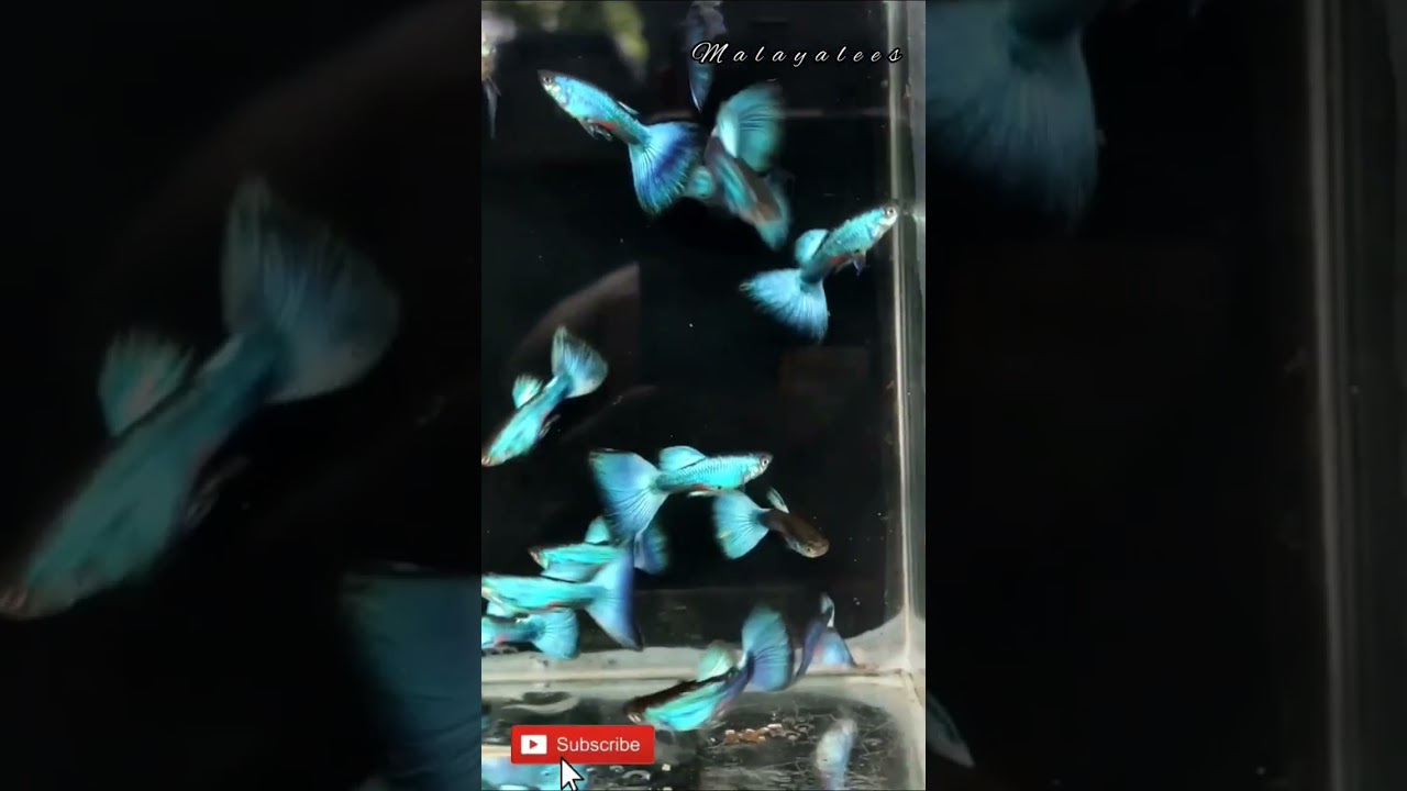 guppy fish Moscow teal green 🟢 #shorts#trending #malayalees - YouTube