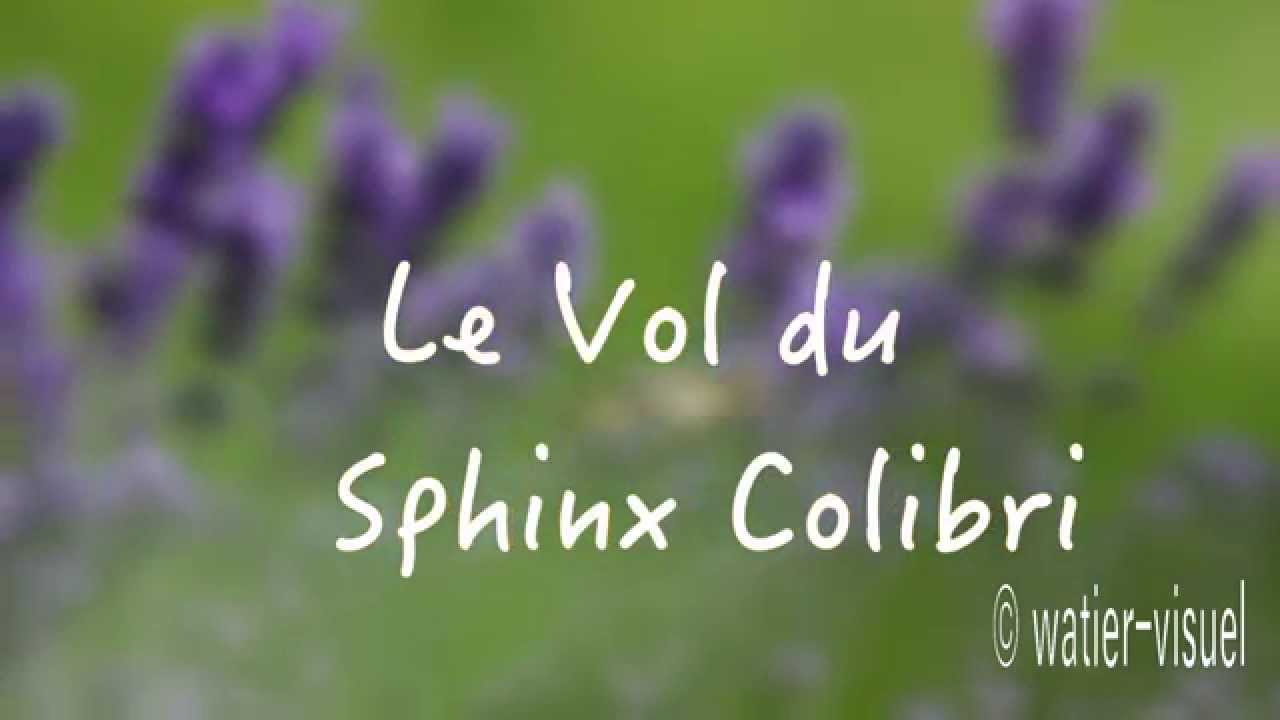 Le Moro sphinx ou Sphinx colibri butine les lavandes en vol - YouTube
