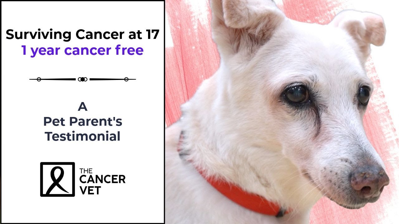 Surviving Cancer at 17. 1 year cancer free!! | The Cancer Vet - YouTube
