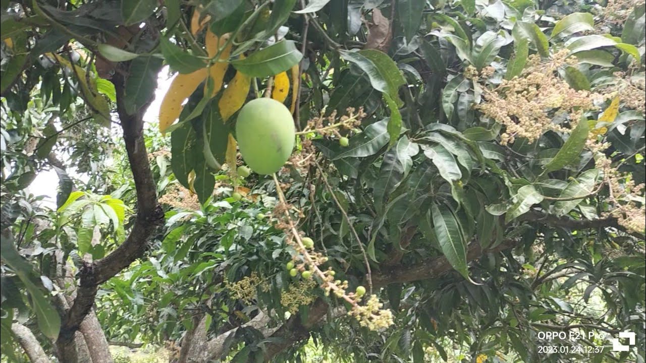 12 mahine aam fal dene wala tree 🌲 and baramasi aam ka ped - YouTube