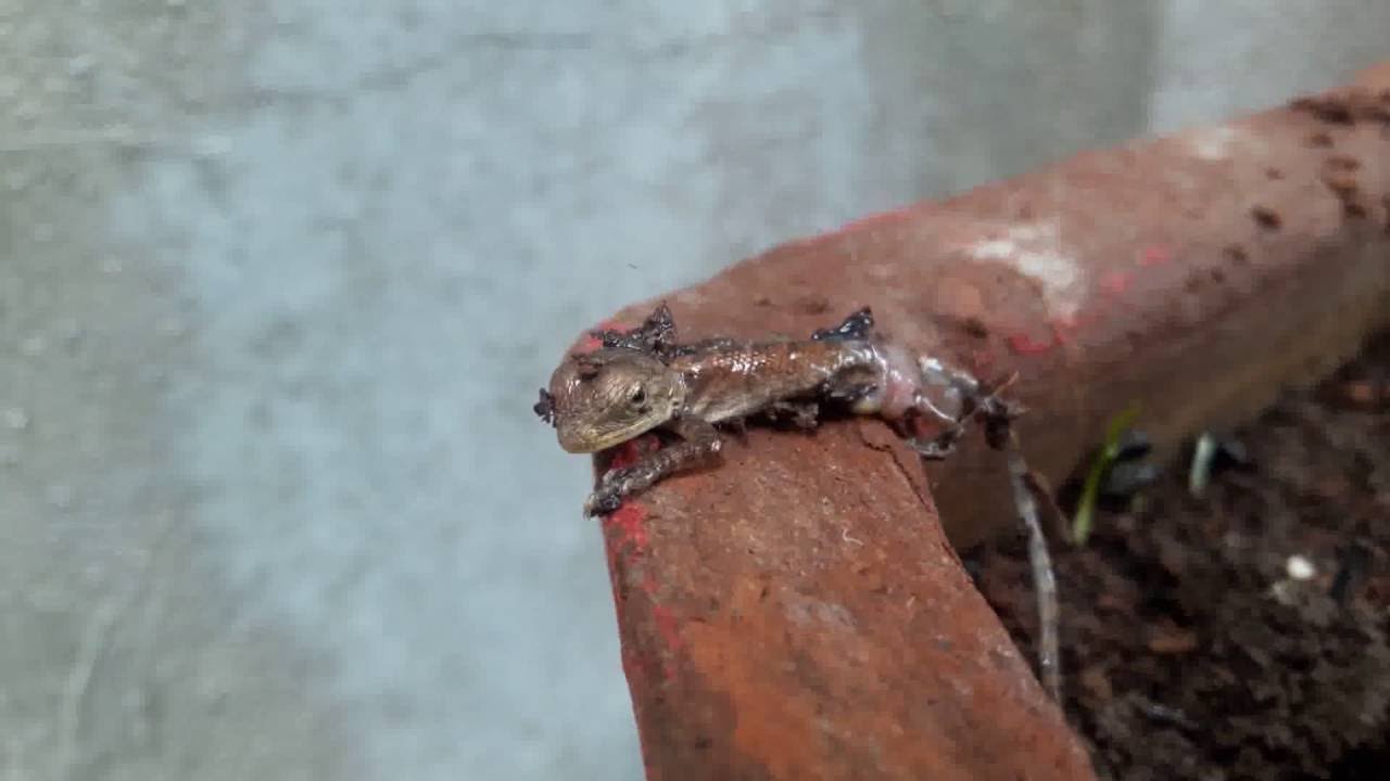 The birth of the Lizard - YouTube