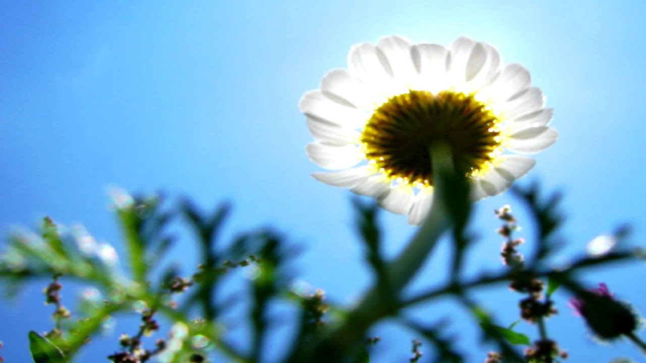 Daisy in the sun SOUND EFFECTS - YouTube