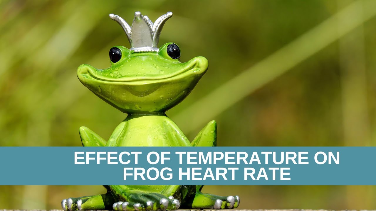 Effect of temperature on frog heart rate - YouTube