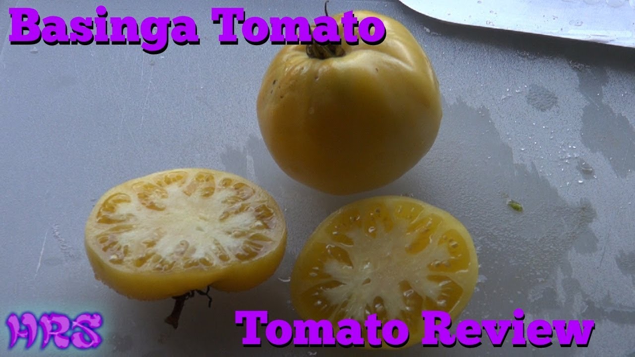 Basinga Tomato | Solanum lycopersicum | Tomato Review - YouTube