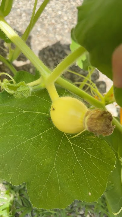 Garden Update 5: Full Tour By A Frog! - YouTube