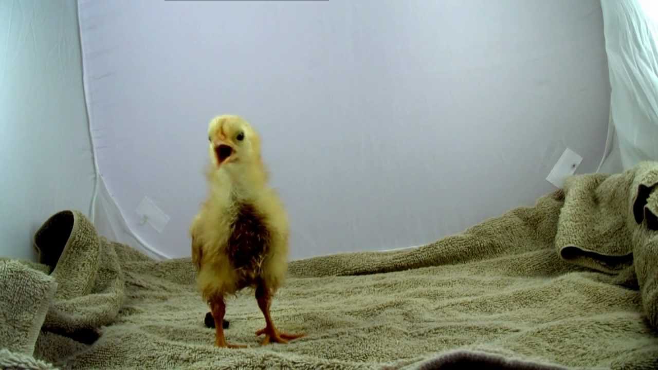 HARLEM SHAKE ( BABY BIRDS) EDITION - YouTube