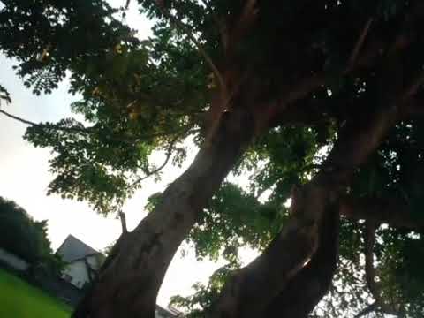 Banat Vines Aso Kaba ? - YouTube