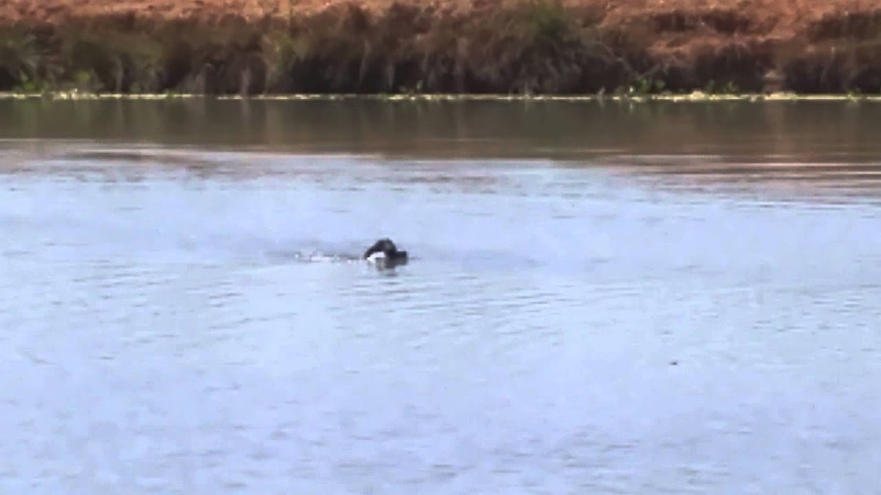 Gander ; Push Pull Drill @ High Test Kennels CA - YouTube