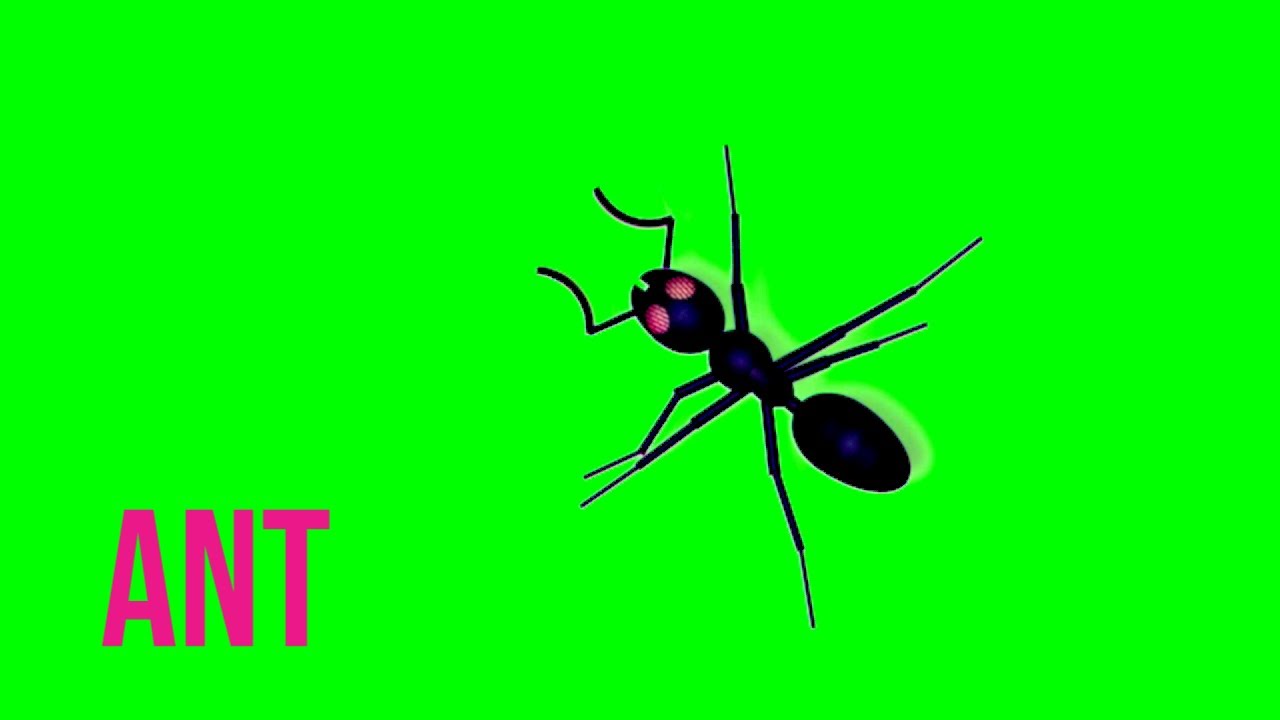 Ant Green Screen Effects - YouTube