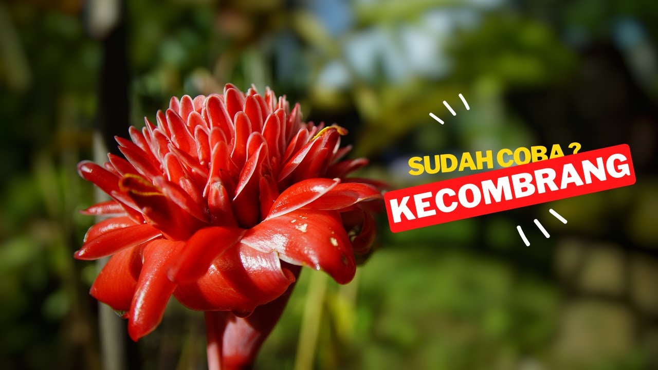 Bunga Kecombrang Untuk Kesehatan - YouTube