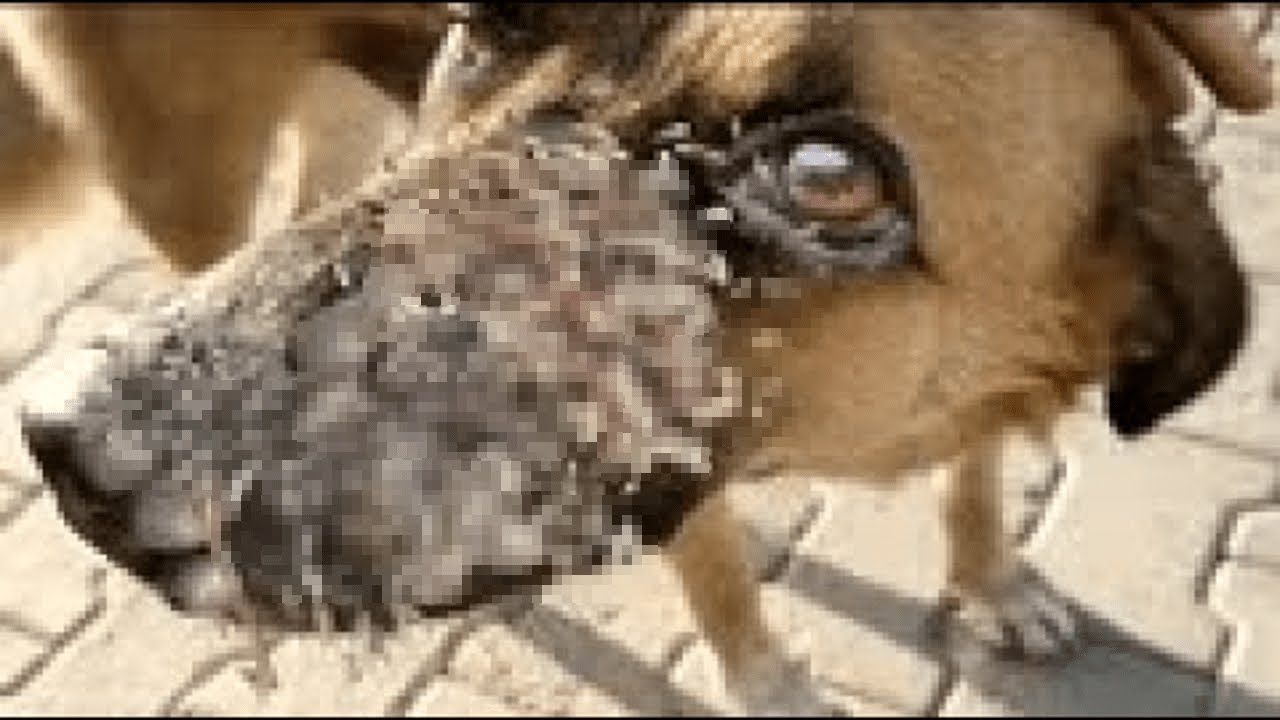 Removing Monster Mango worms From Helpless Dog! Animal Rescue Video ...