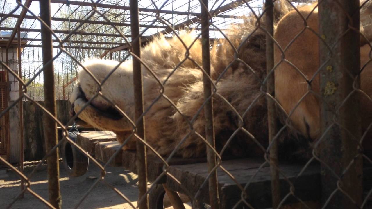 Funny Lion snoring - YouTube