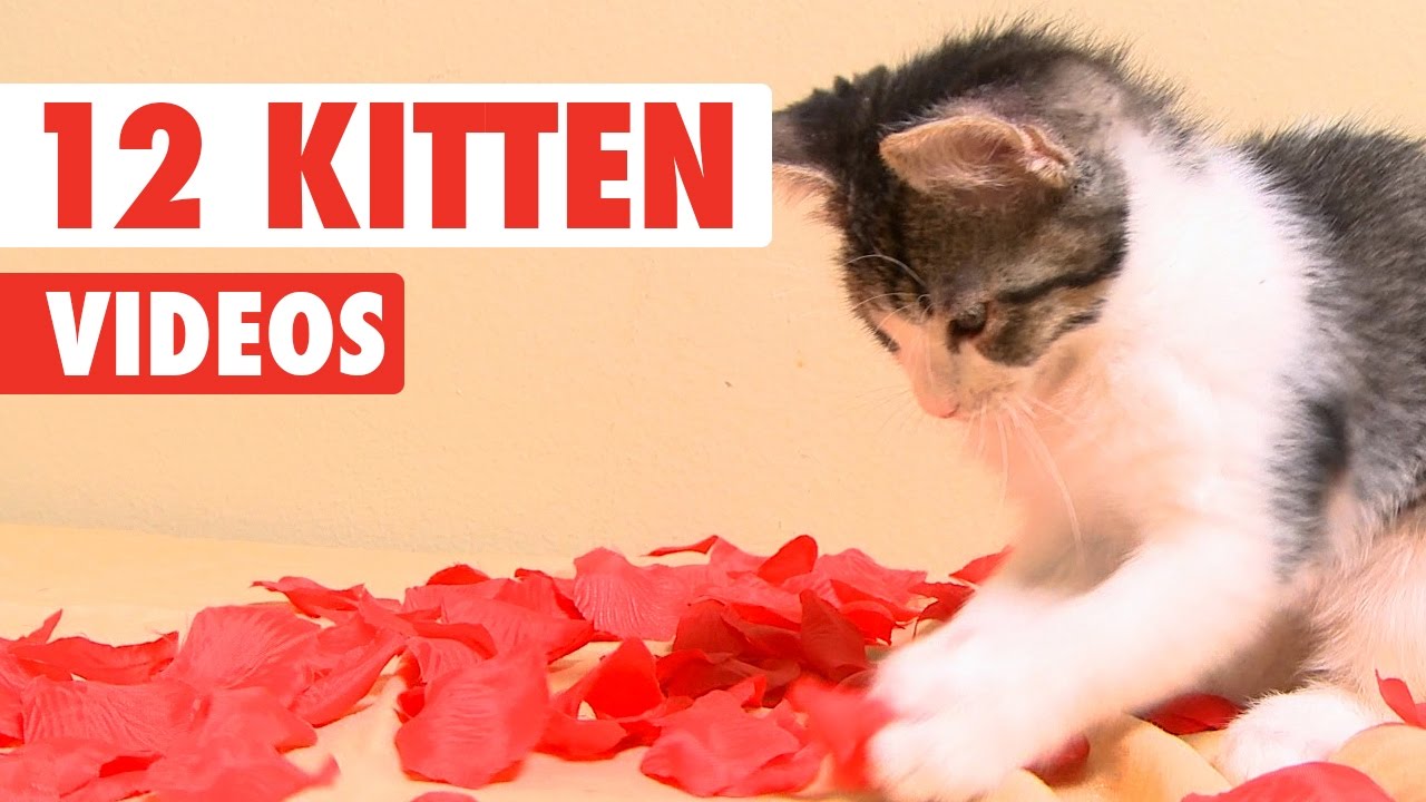12 Kitten Videos Compilation 2016 - YouTube