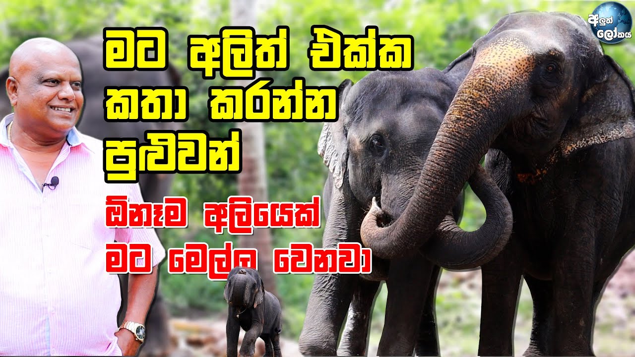 මට අලිත් එක්ක කතා කරන්න පුළුවන් - Sri Lankan elephants of Jagath ...