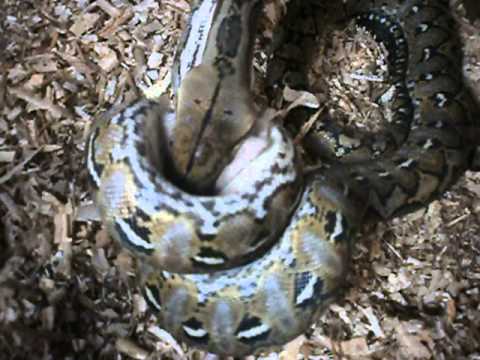 Feeding Normal Female Reticulated Python - YouTube
