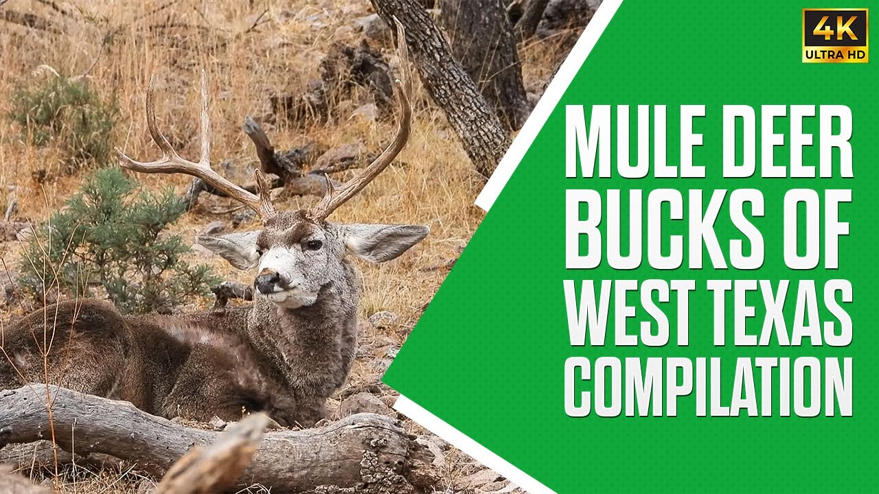 Mule deer bucks of west Texas compilation. Muley #deer #muledeer #buck ...