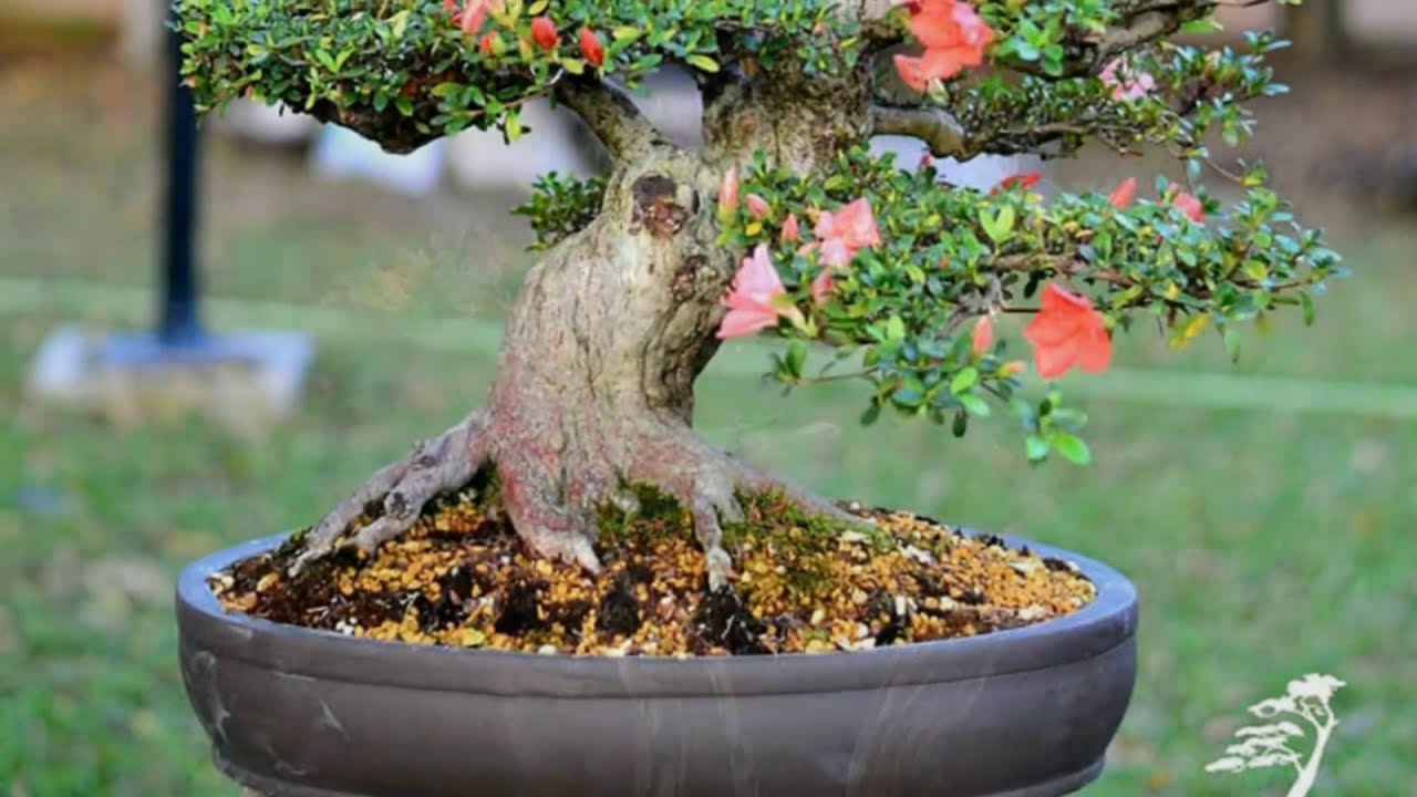 Inspirasi bonsai indonesia,vietnam & japan - YouTube