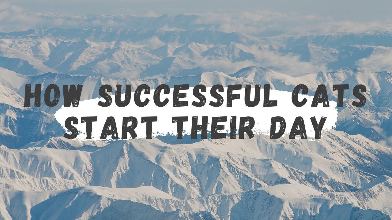 How successful cats start their day - YouTube