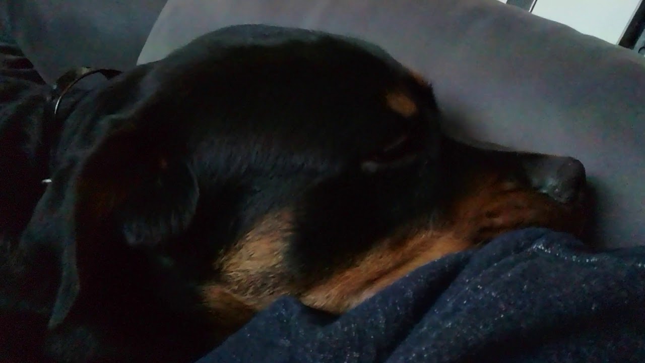 Sophy Rottweiler intimate Friday evenings - YouTube