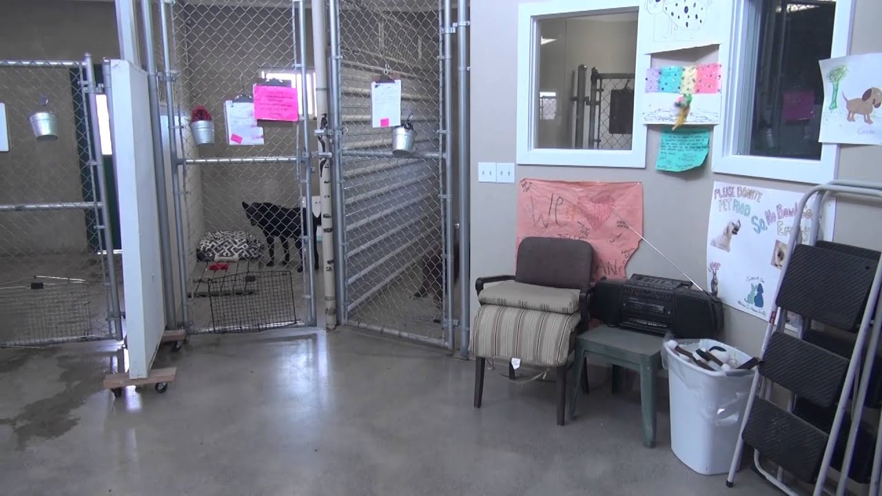 Whitman County Humane Society - YouTube