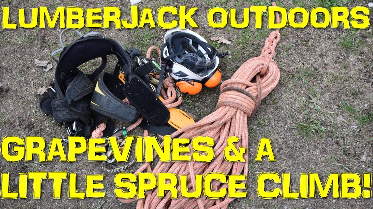 Grapevines & A Spruce Climb | Lumberjack in a Tree - YouTube