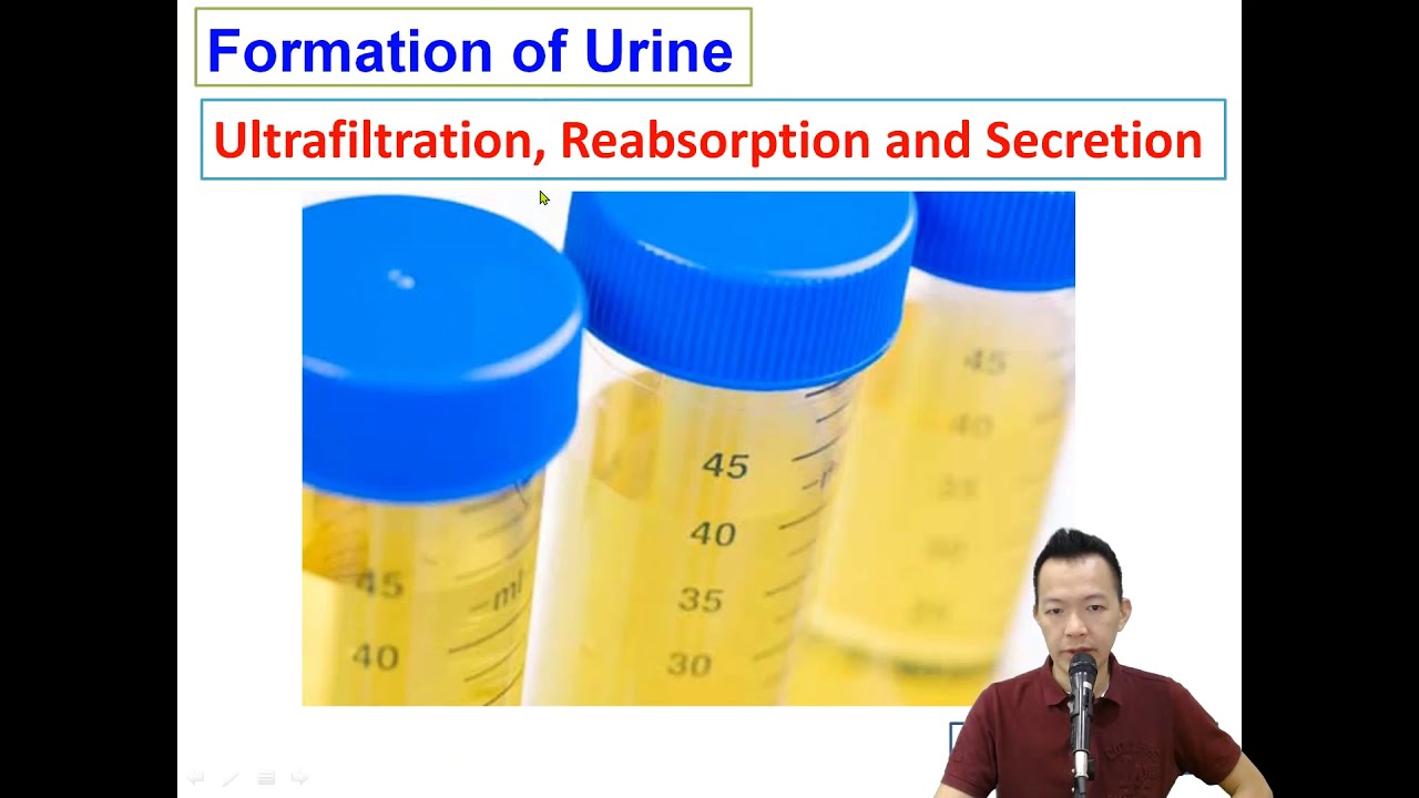 Form 4 Bio Chapter 13 Formation of Urine Reabsorption and Excretion ...