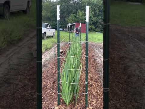 Staking Gladiolus with T post and wire #drydockflowerfarm #farmlife # ...