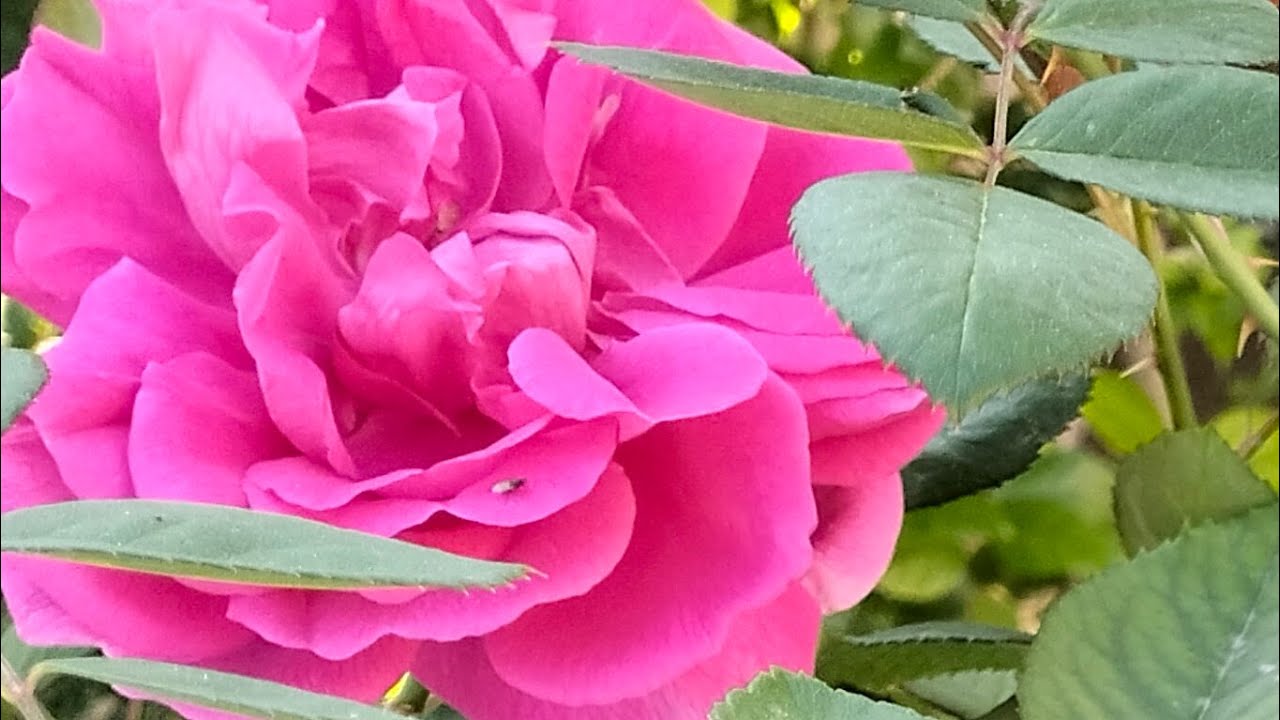 Silent friday live.... - YouTube