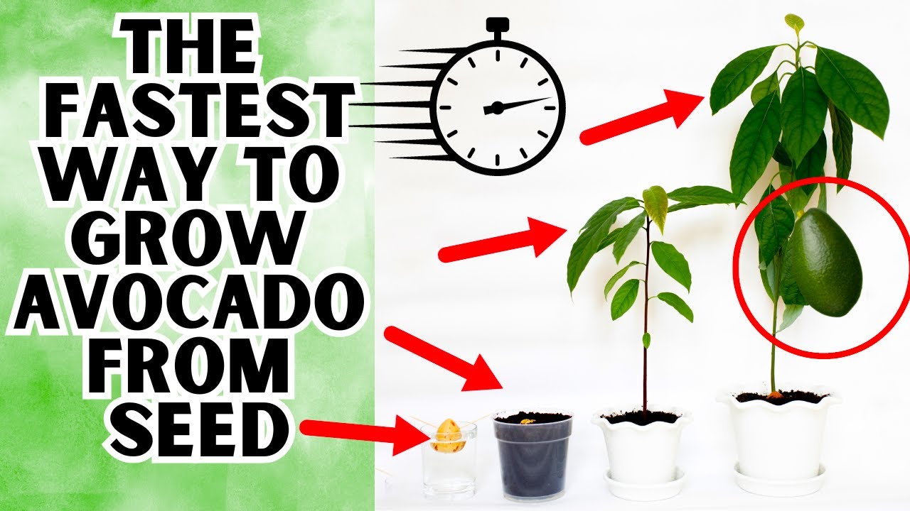 The Fastest Way To Grow Avocado From Seed | Step By Step Guide - YouTube