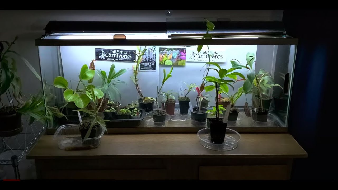 My Carnivorous Plants Terrarium 55g collection overview 2020 Nepenthes ...